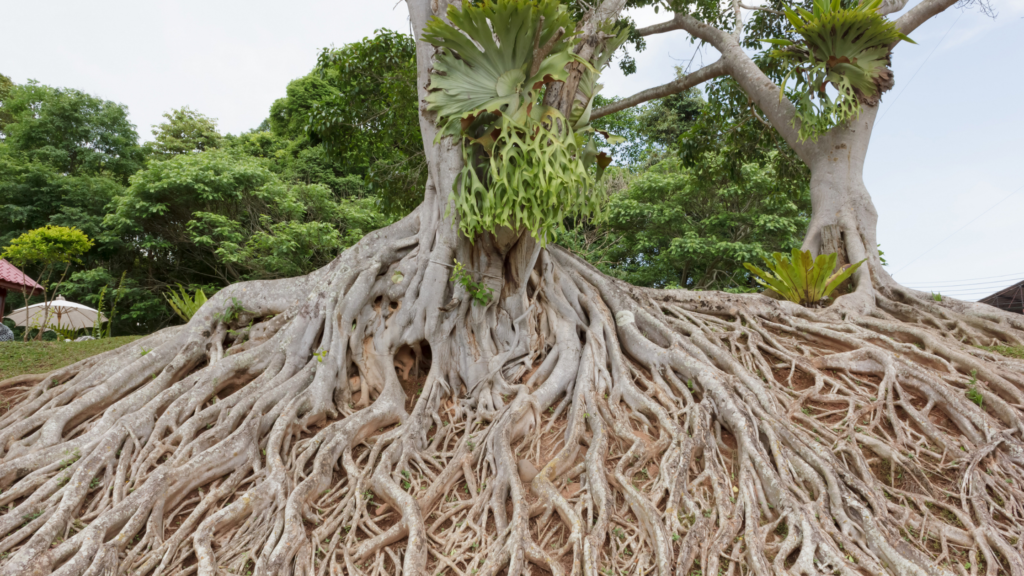 Get to the Root - Bishop Joshua